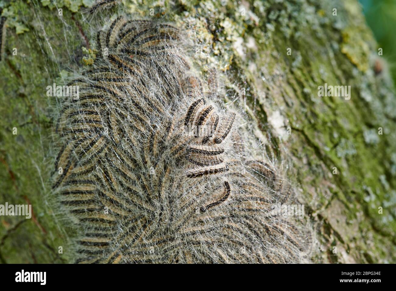 Nid de chenille processionnaire Banque de photographies et d’images à ...