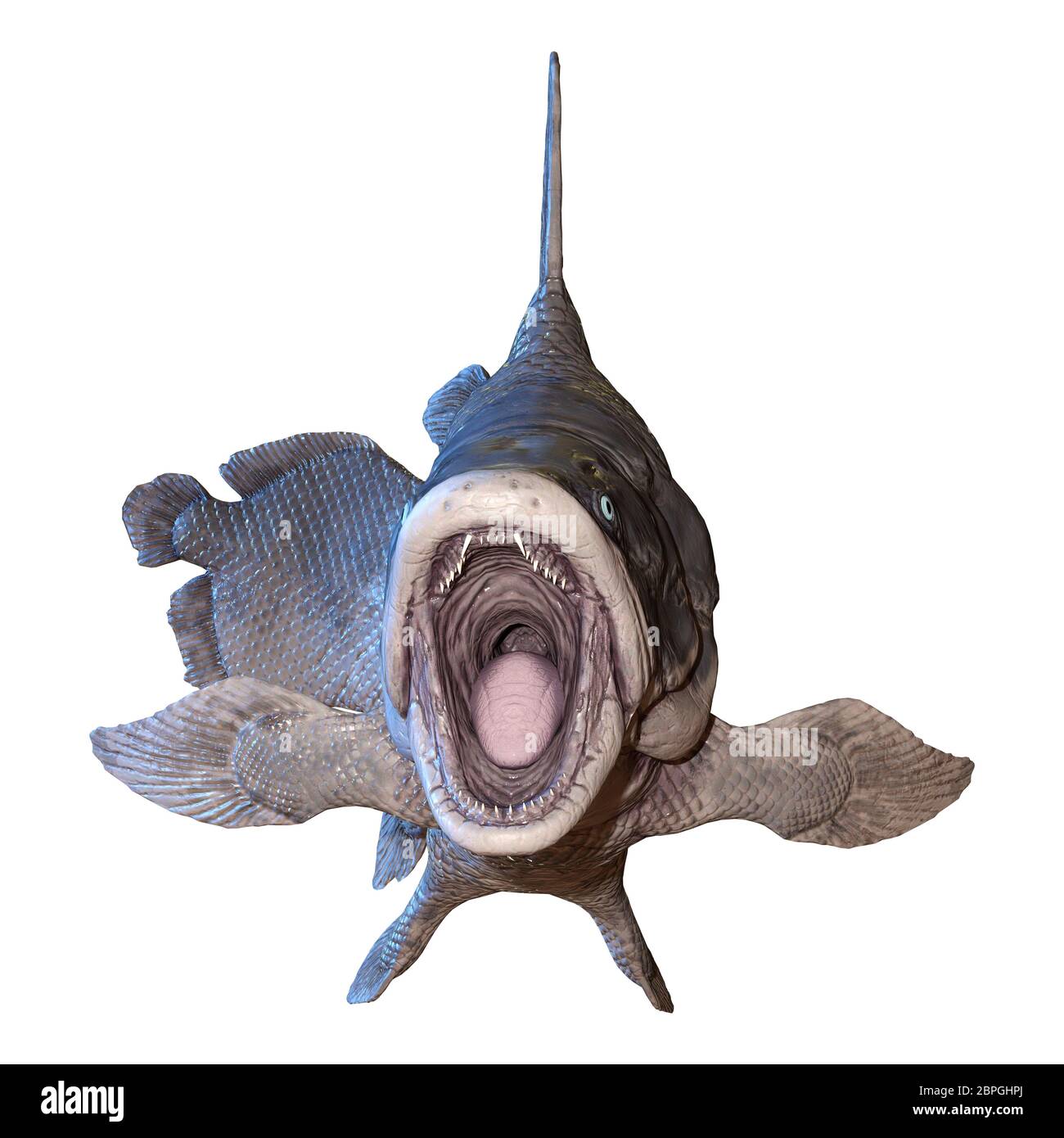 Poisson coelacanthe Banque de photographies et d’images à haute ...