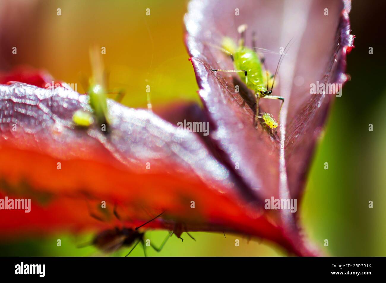 Parasites de pucerons Banque de photographies et d’images à haute ...