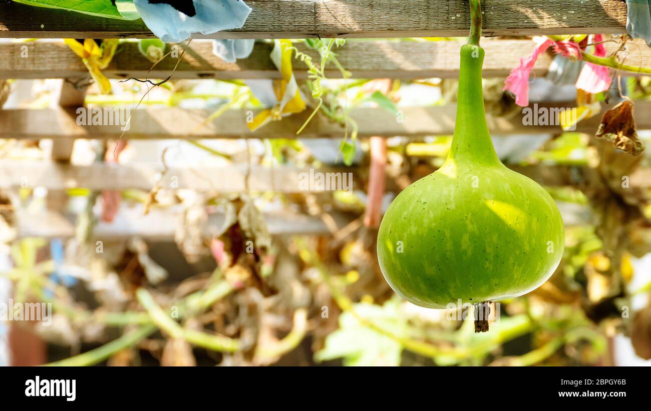 White flowered gourd Banque de photographies et d’images à haute ...
