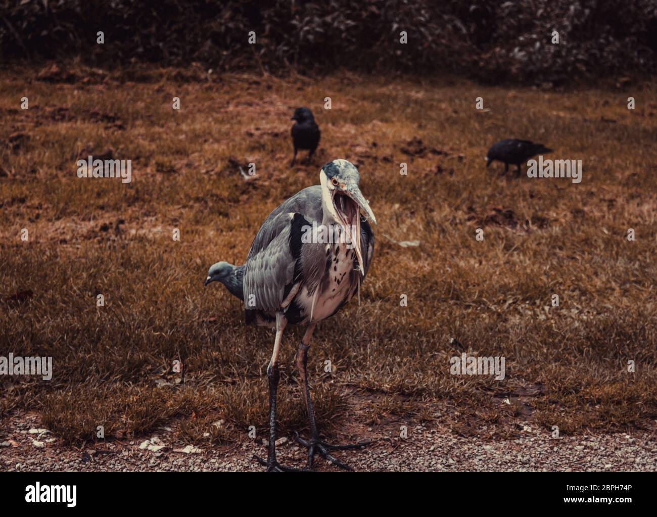 Animaux En Voie D'extinction Banque d'image et photos - Alamy