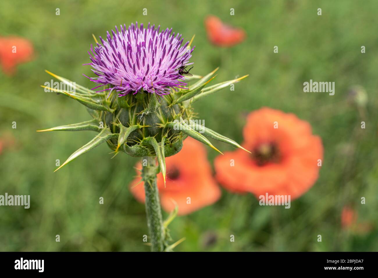 Chardon commun cirsium vulgare Banque de photographies et d’images à ...