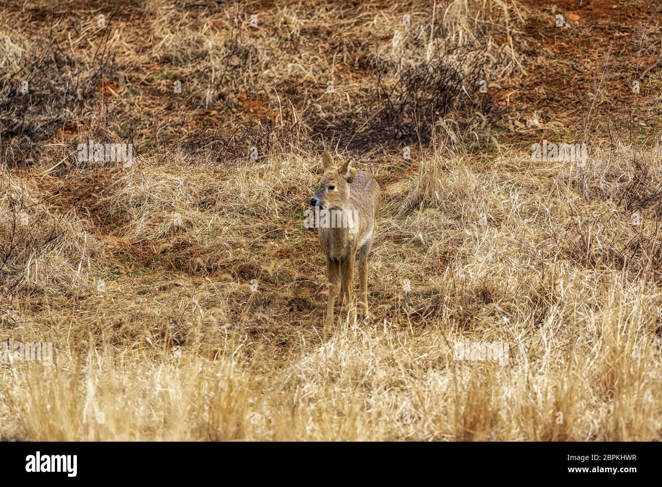 National animal of south korea Banque de photographies et d’images à ...