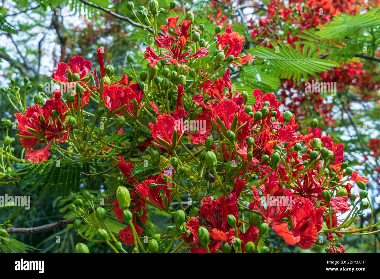 Delonix regia Banque de photographies et d’images à haute résolution ...
