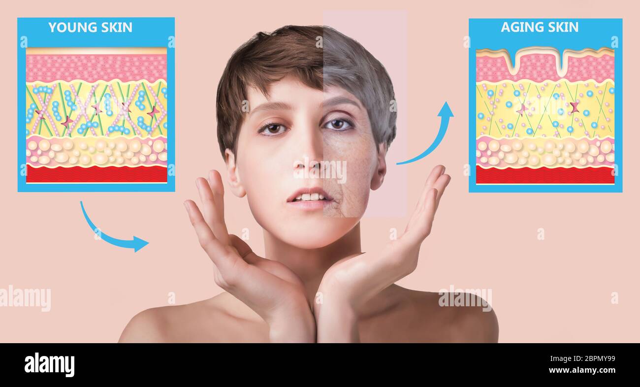Le plus jeune peau et vieillissement de la peau. L'élastine et du collagène. Un diagramme de ...