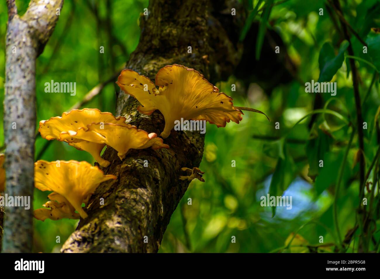 Champignons ou toadstool en forêt d'automne, Close up, effet de flou ...