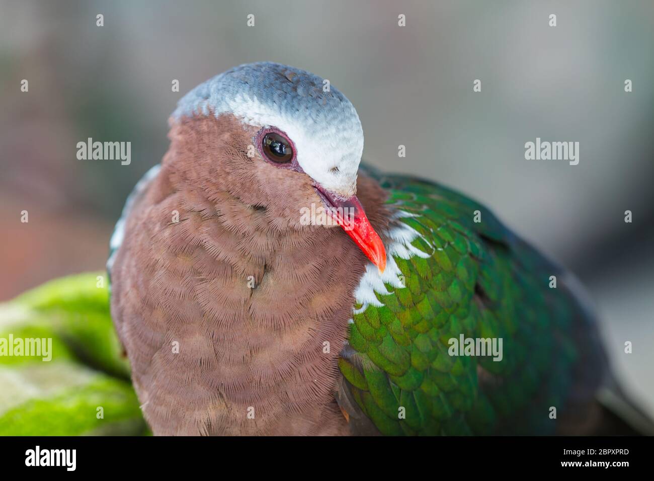 Java fig tree Banque de photographies et d’images à haute résolution ...