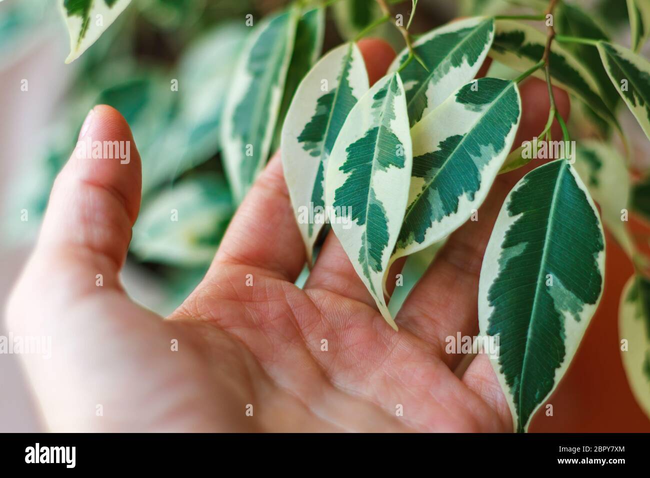Ficus benjamina Banque de photographies et d’images à haute résolution ...