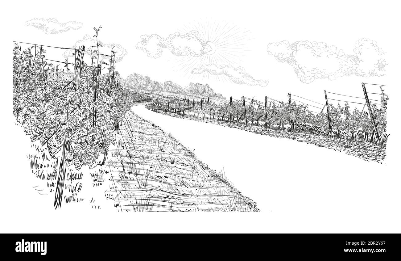 Vignoble allemand Banque d'images vectorielles - Alamy