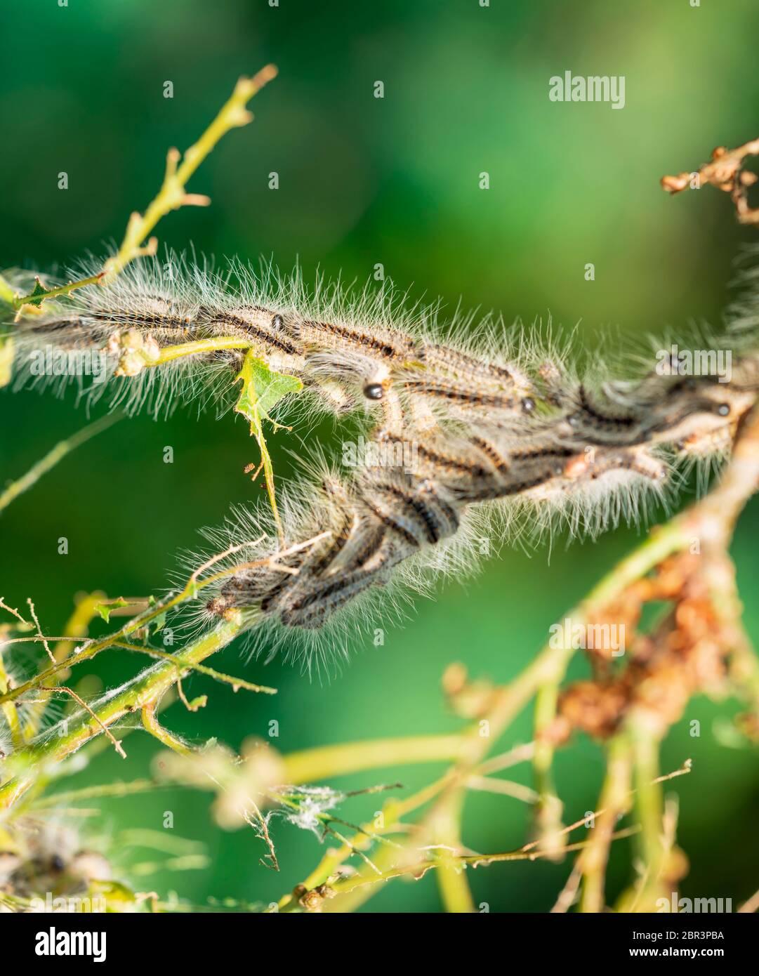 Oak processionary caterpillar Banque de photographies et d’images à ...