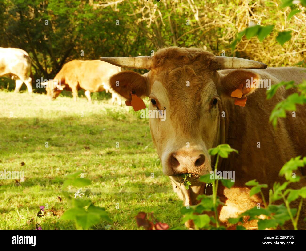 Domestic cattle from france Banque de photographies et d’images à haute ...