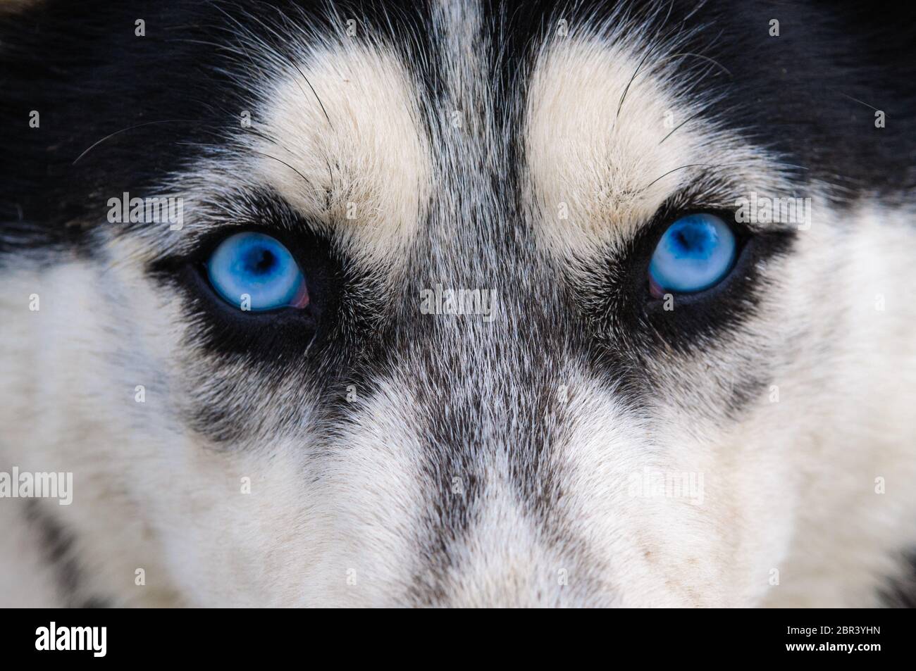 Loup bleu Banque de photographies et d’images à haute résolution - Alamy