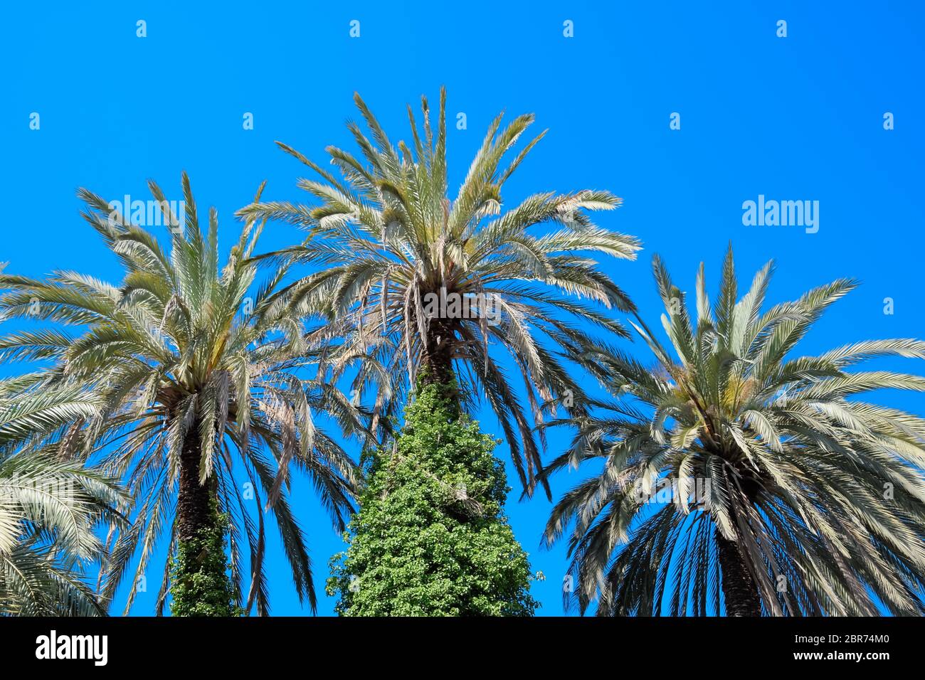 Feuilles de phoenix canariensis Banque de photographies et d’images à ...