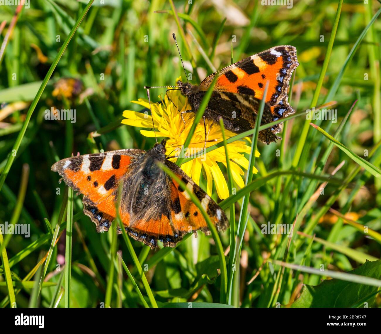 Papillon papillons faune insecte Banque de photographies et d’images à ...