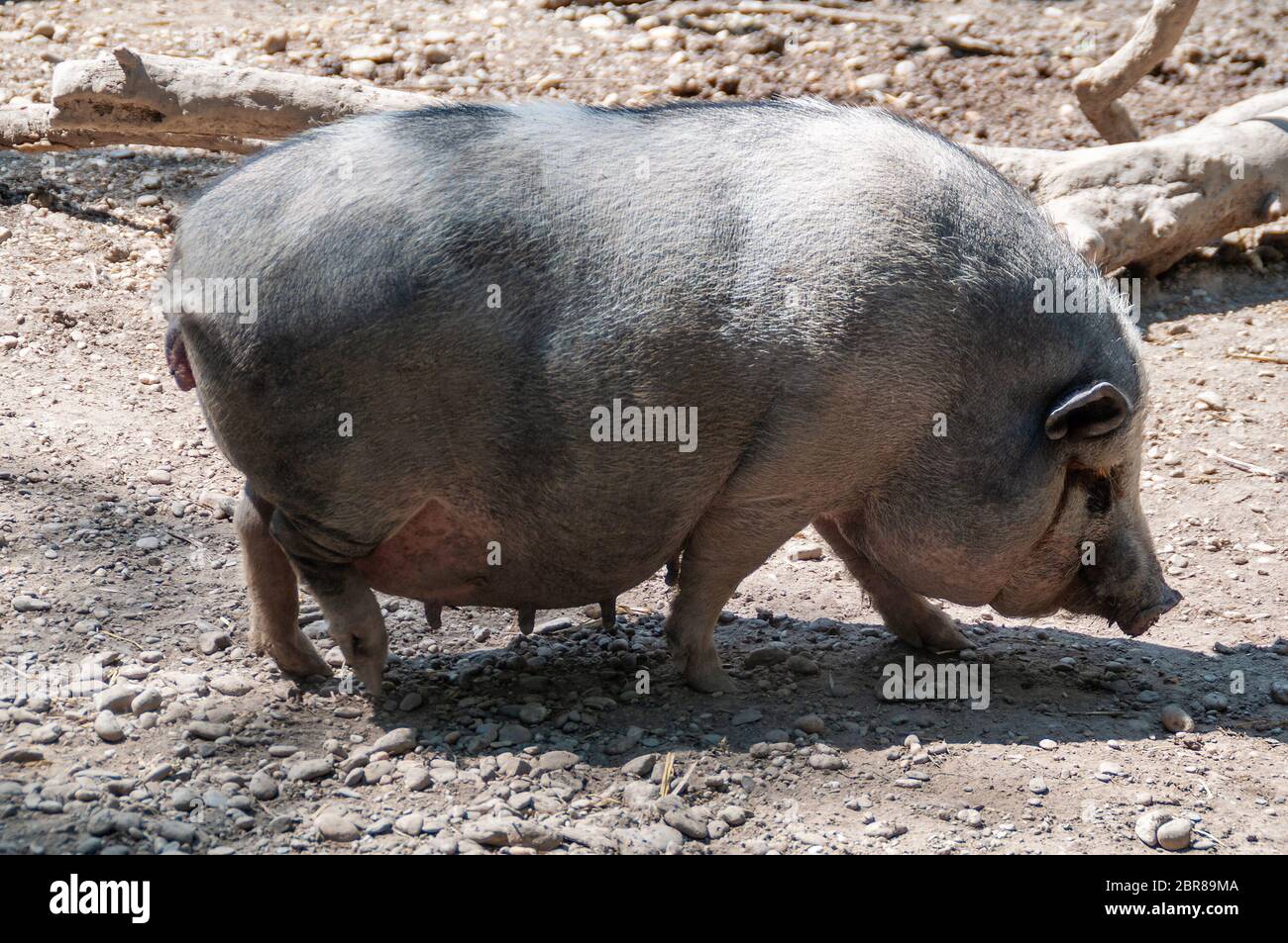 Cochon ventru vietnamien Banque de photographies et d’images à haute ...