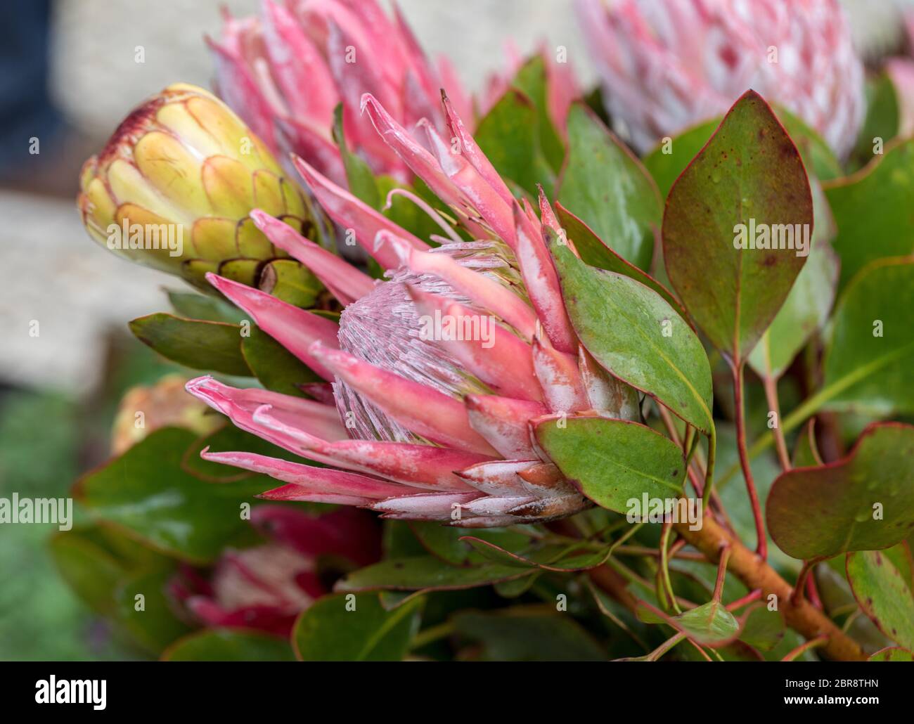 Protea protea King ou photo:la fleur nationale d'Afrique du Sud Photo ...