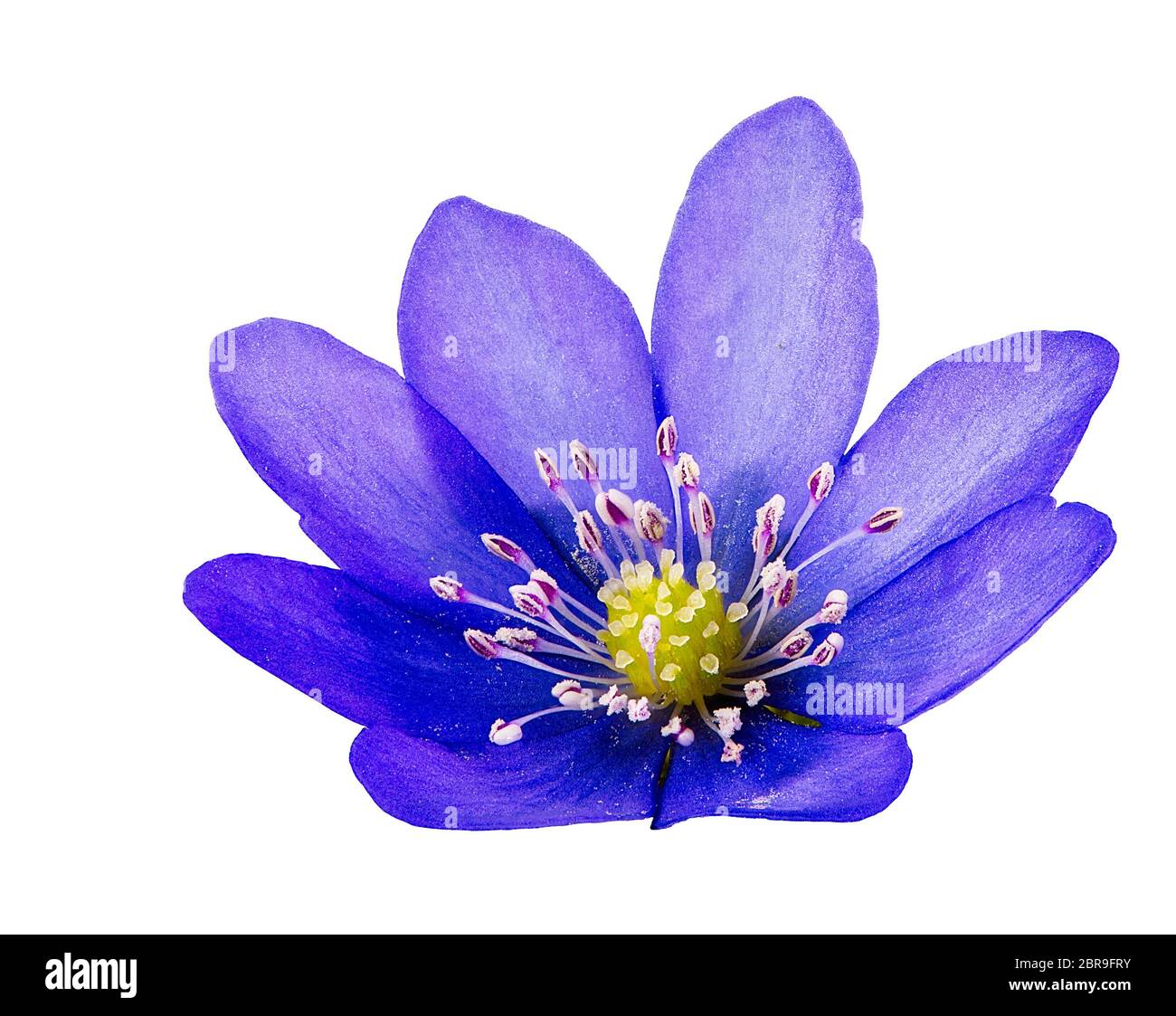 Hepatica liverleaf Banque d'images détourées - Alamy