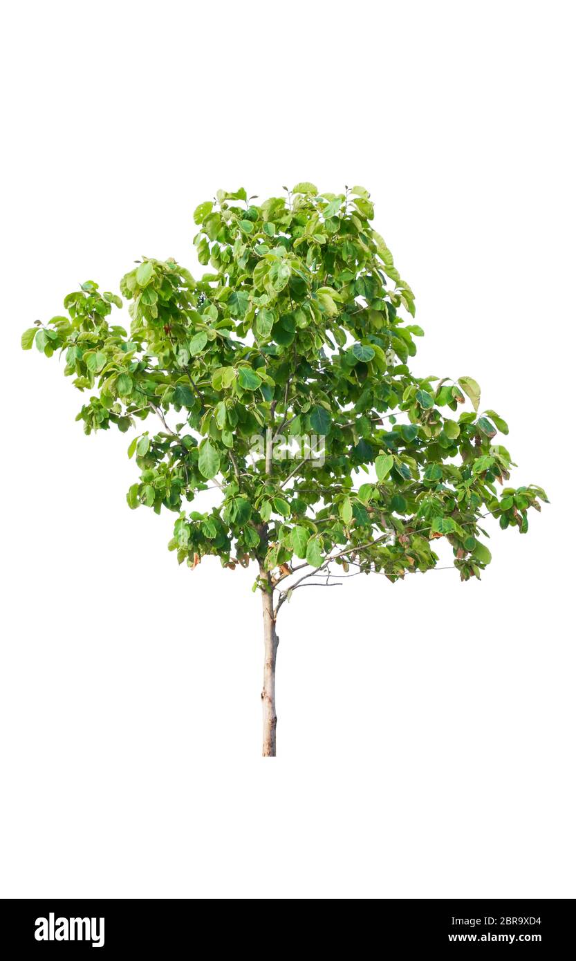 arbre teck et feuille magnifique isolé sur fond blanc Photo Stock - Alamy