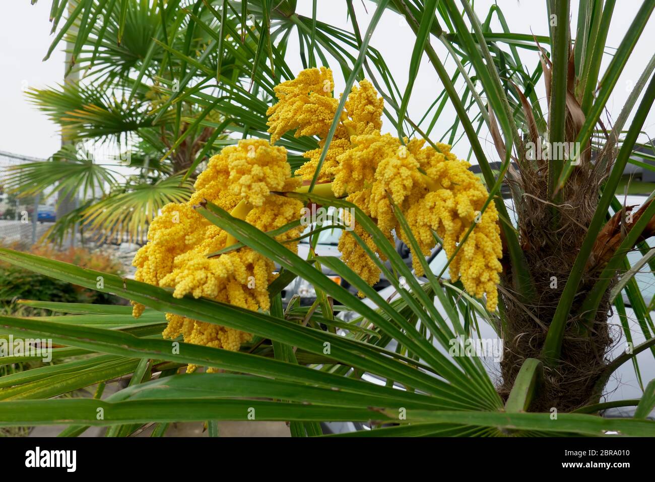 Fleurs jaunes d'un palmier à vent (Trachycarpus fortunei Photo Stock ...