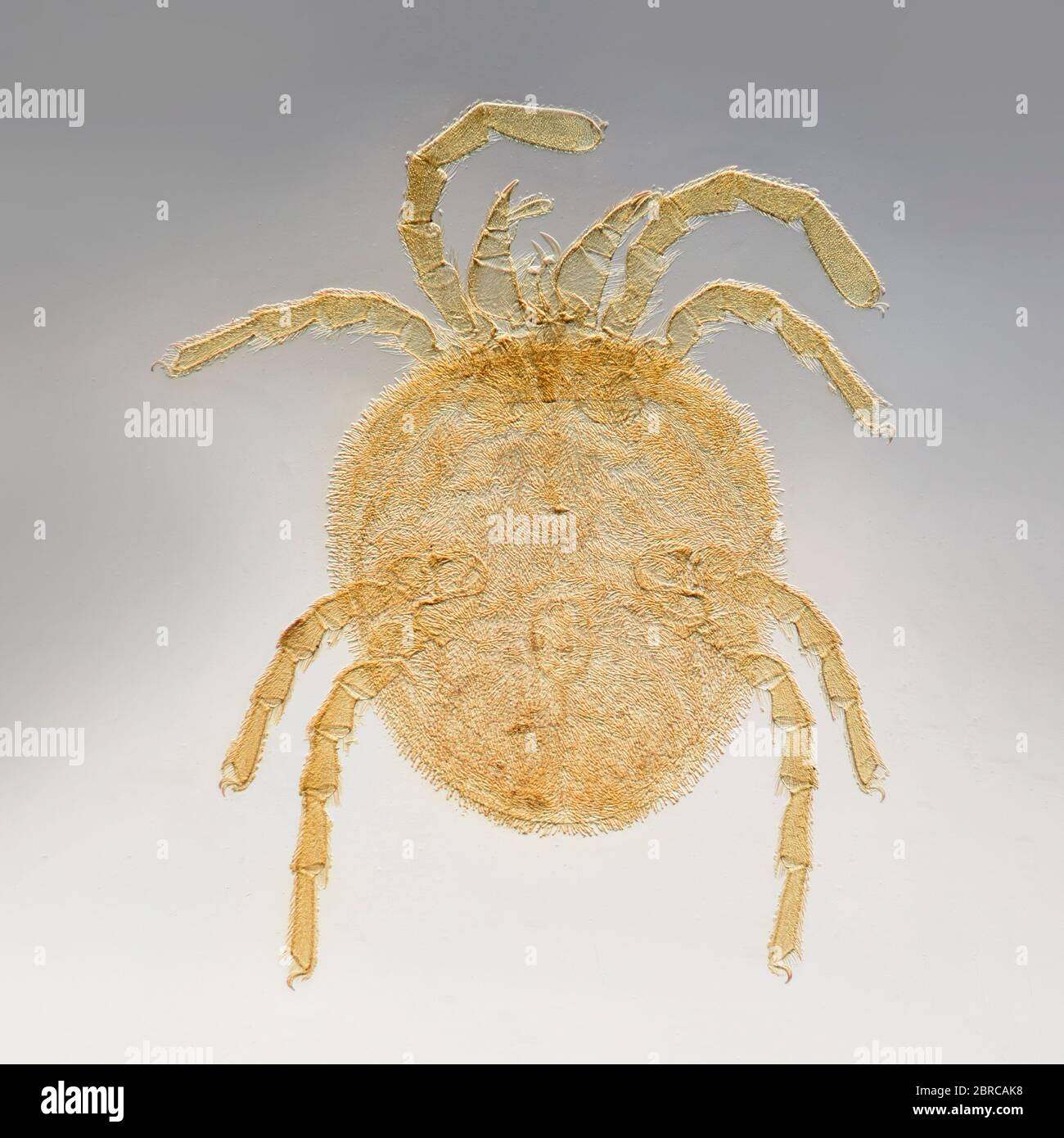 Acarien du sol Banque de photographies et d’images à haute résolution ...