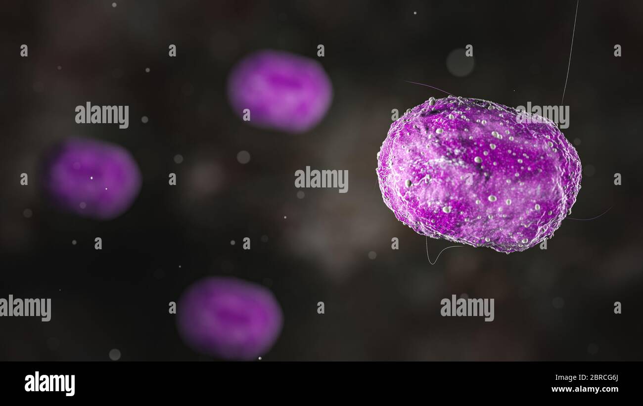 Gram negative bacterium Banque de photographies et d’images à haute ...