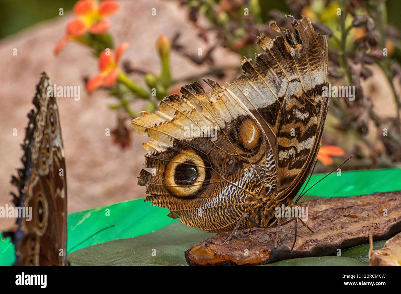 Papillon bleu banane Banque de photographies et d’images à haute ...