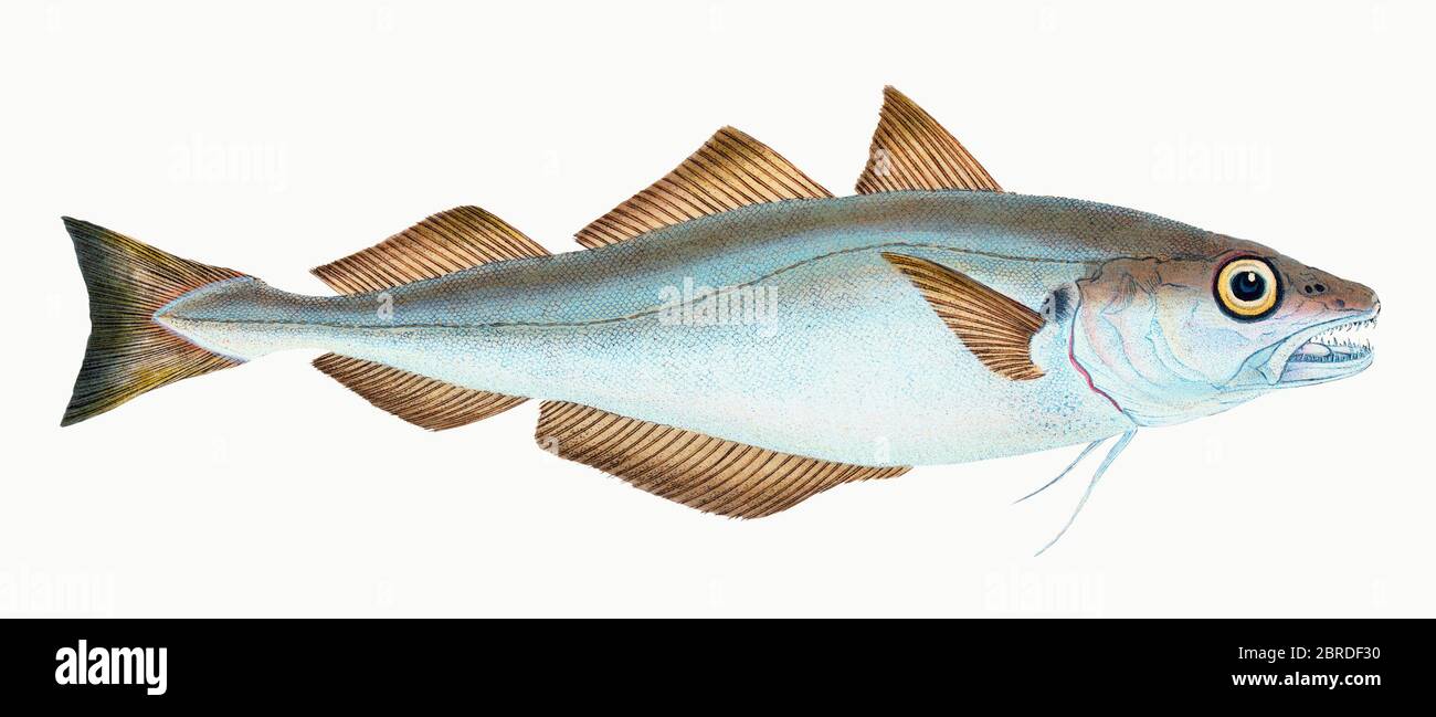 Blue whiting fish Banque de photographies et d’images à haute ...