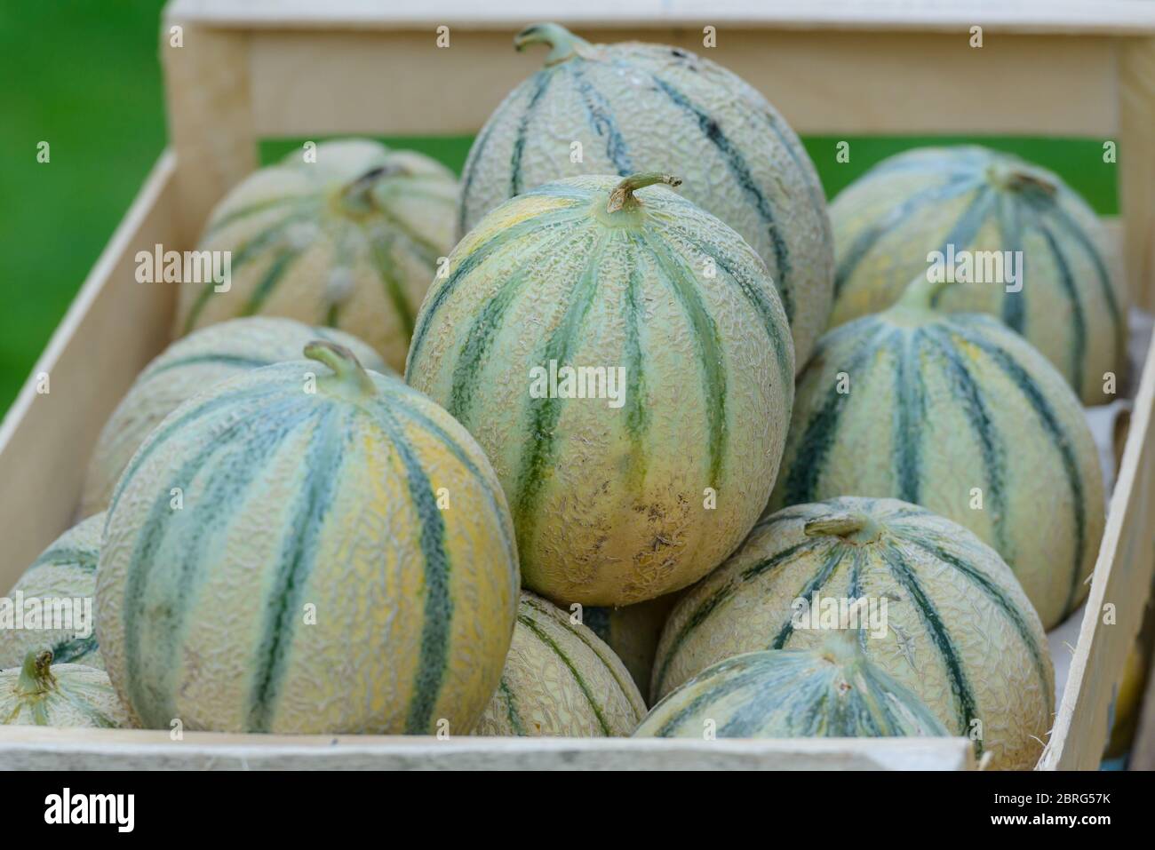 Melon charentais Banque de photographies et d’images à haute résolution ...