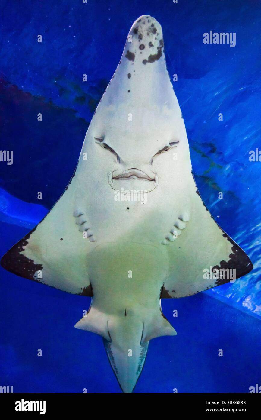 Guitar fish Banque de photographies et d’images à haute résolution - Alamy