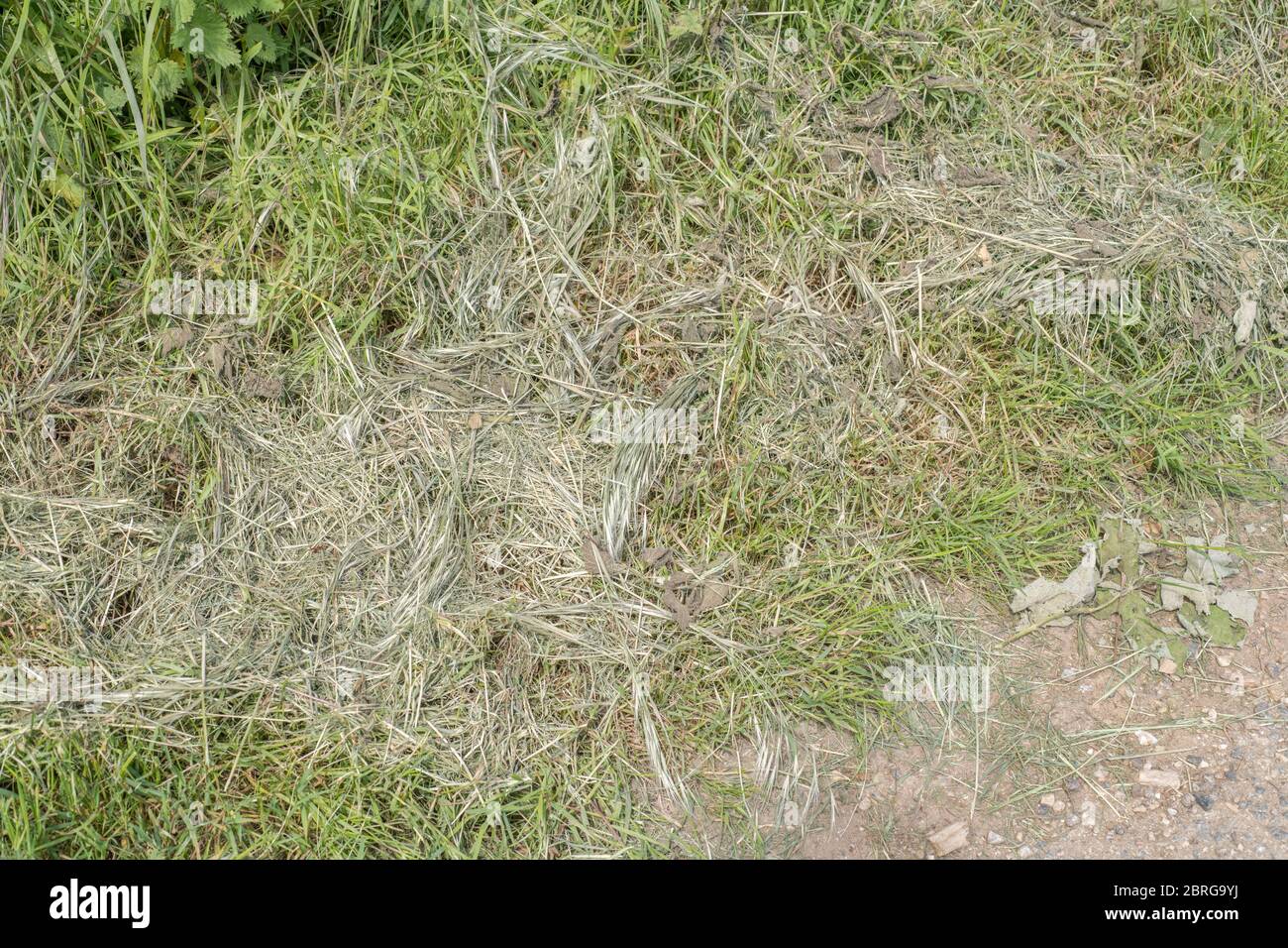 Tontes de gazon au sol Banque de photographies et d’images à haute ...