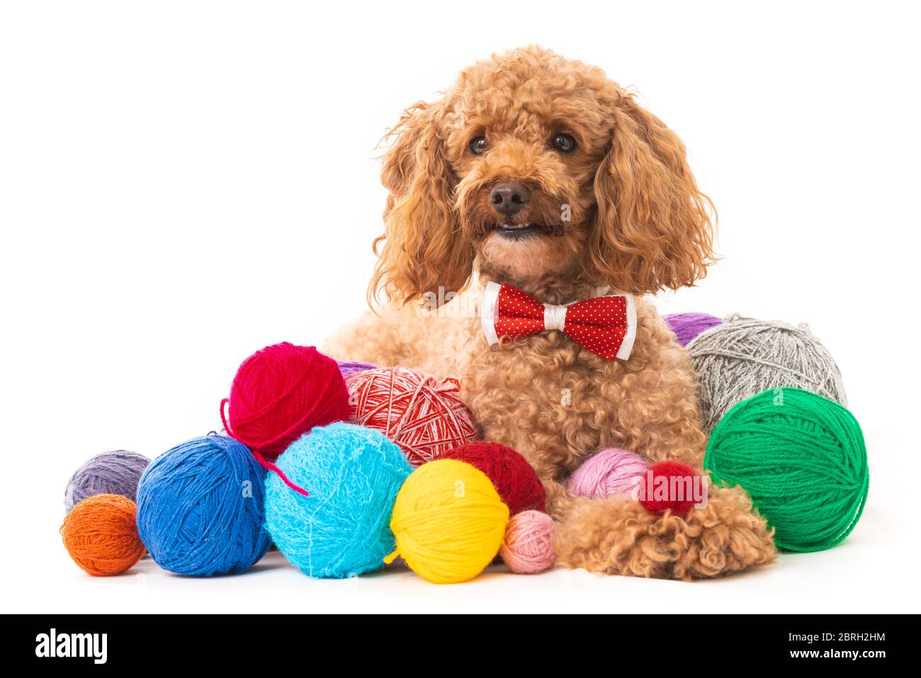 Caniche jouet abricot Banque d'images détourées - Alamy