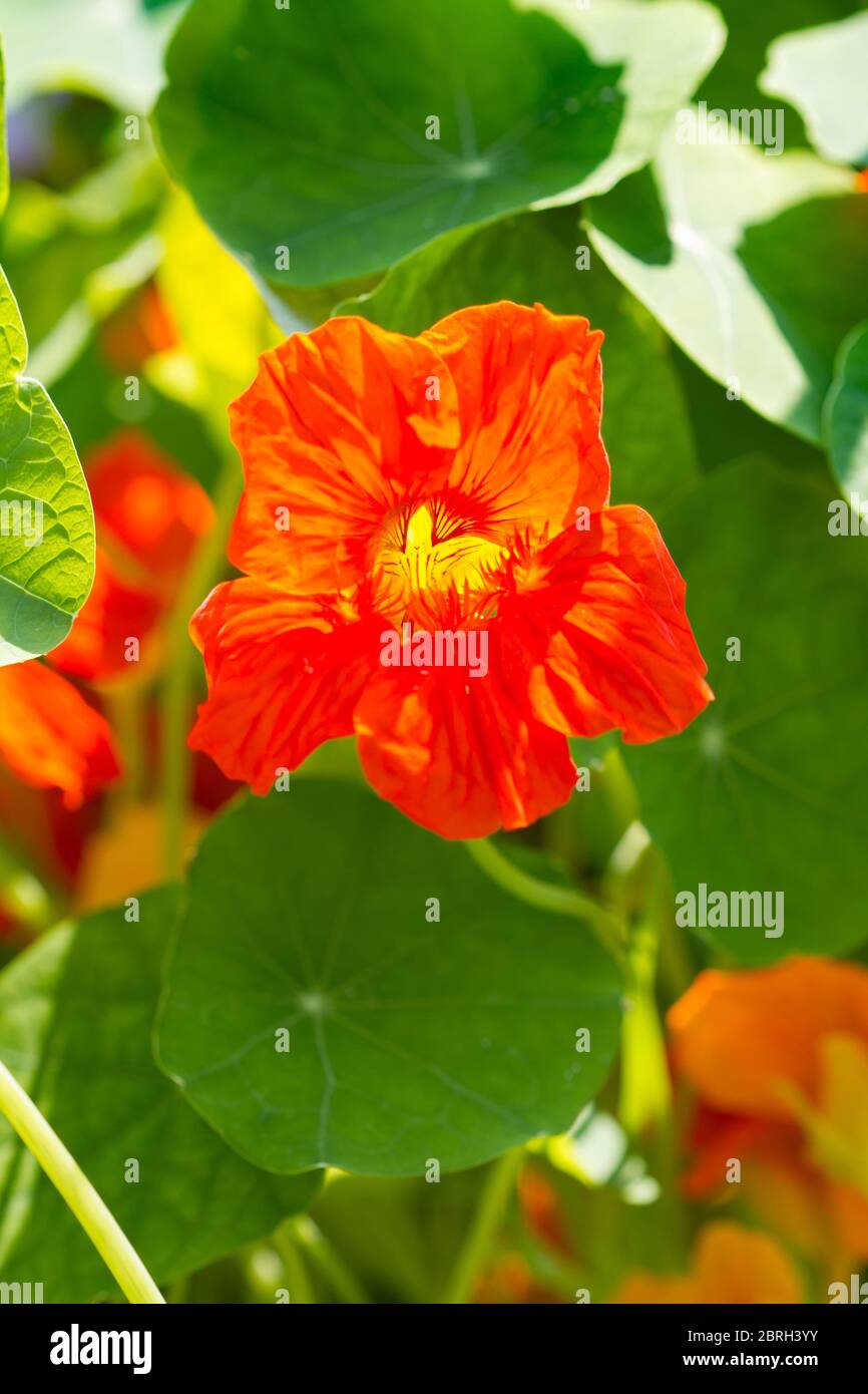 Capucine rouge Banque de photographies et d’images à haute résolution ...