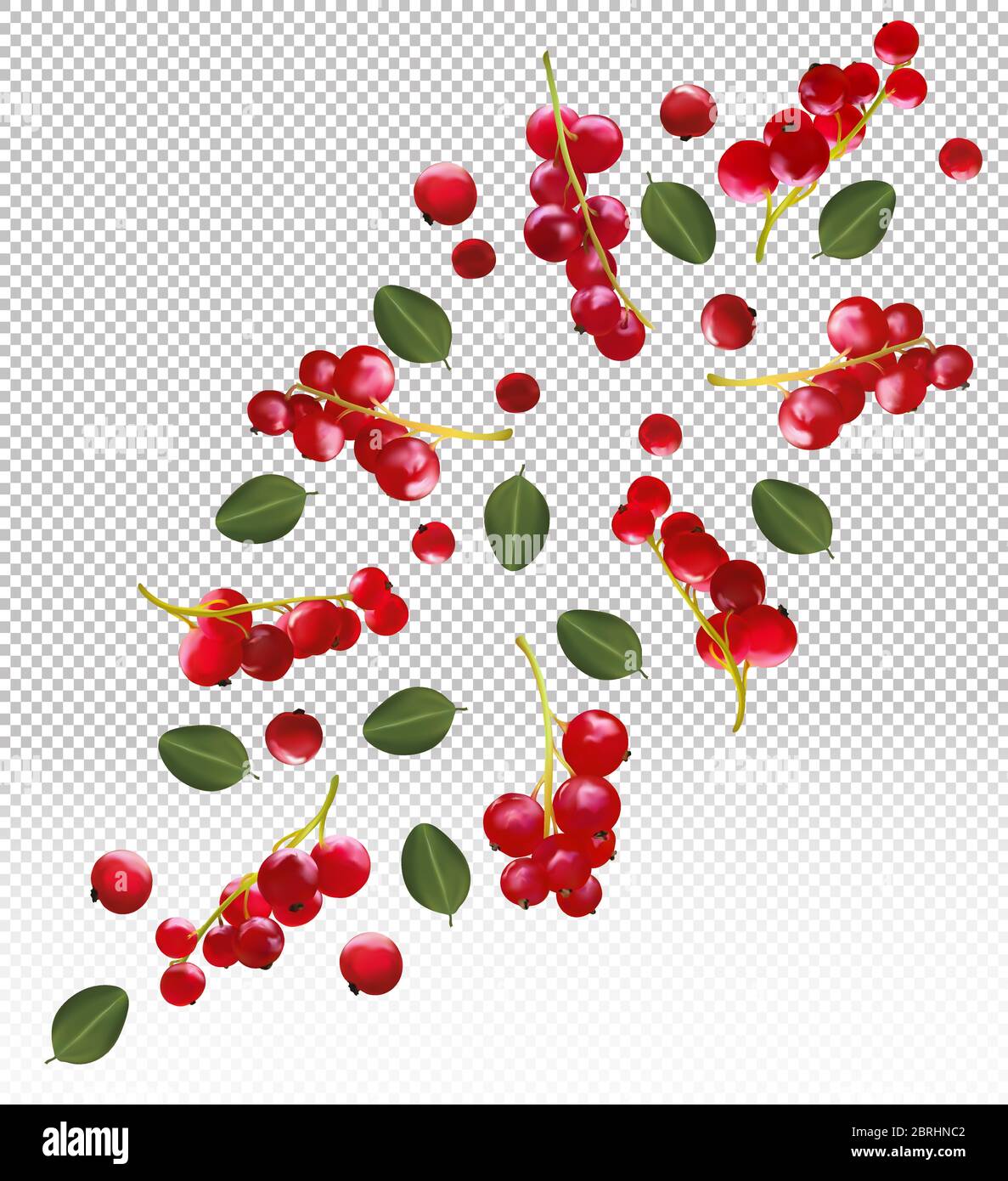 Fond transparent de cassis rouge réaliste. Les différentes baies sont ...