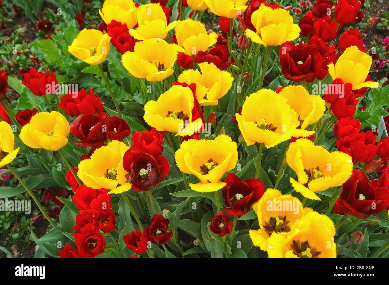 Paysage de fleurs jaunes et rouges Banque de photographies et d’images ...