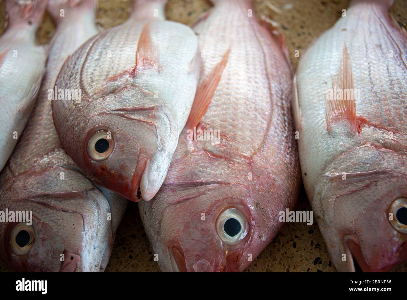 Poissons perroquets Banque de photographies et d’images à haute ...