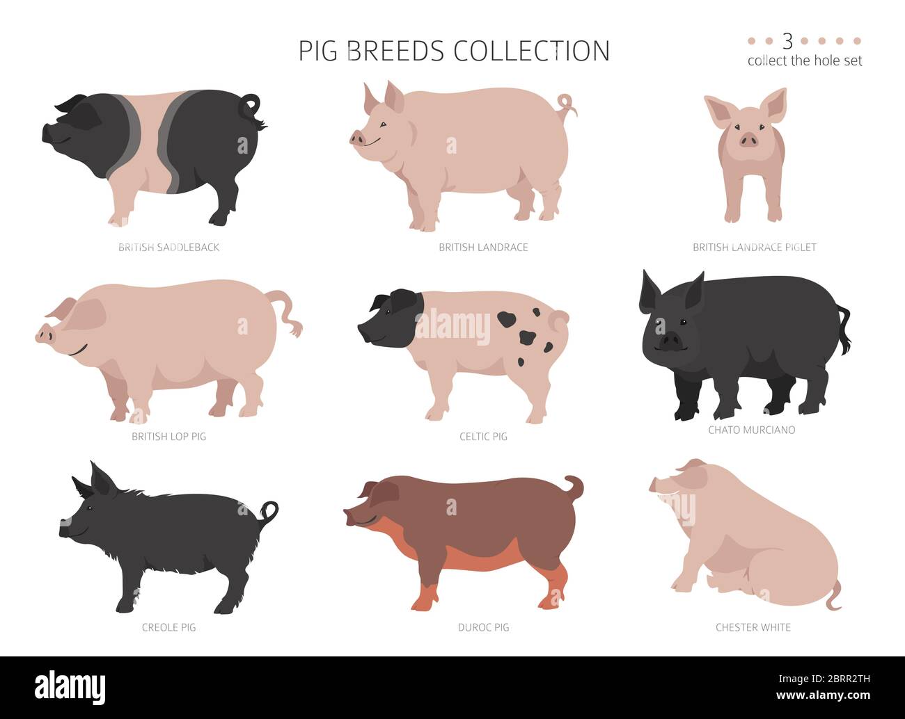 Races de porc Banque de photographies et d’images à haute résolution - Alamy