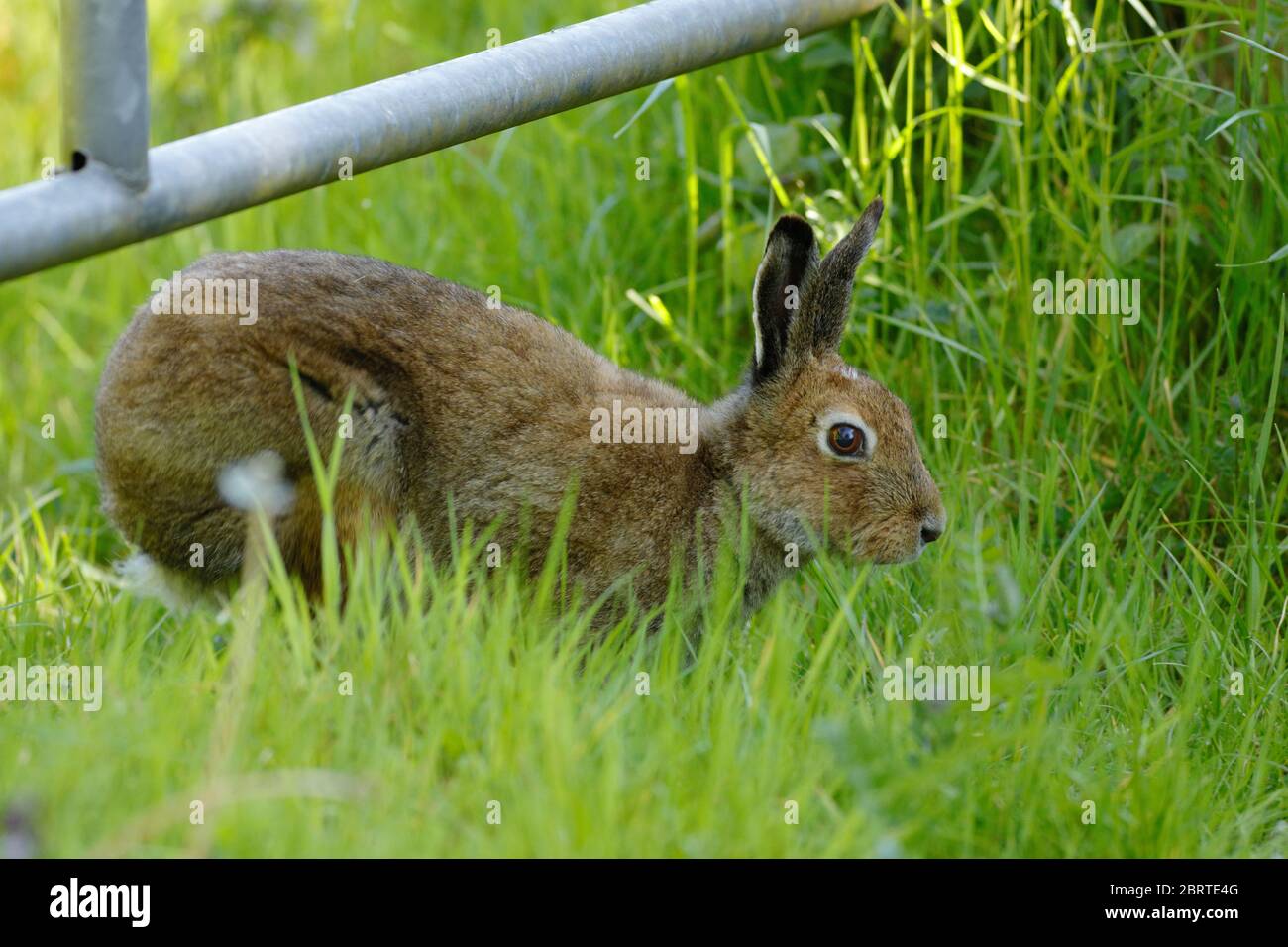 Photographie de lièvre irlandais Banque de photographies et d’images à ...