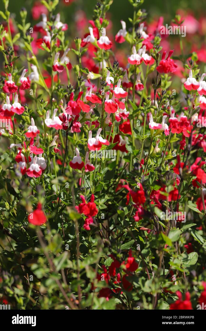 Salvia blanche Banque de photographies et d’images à haute résolution ...