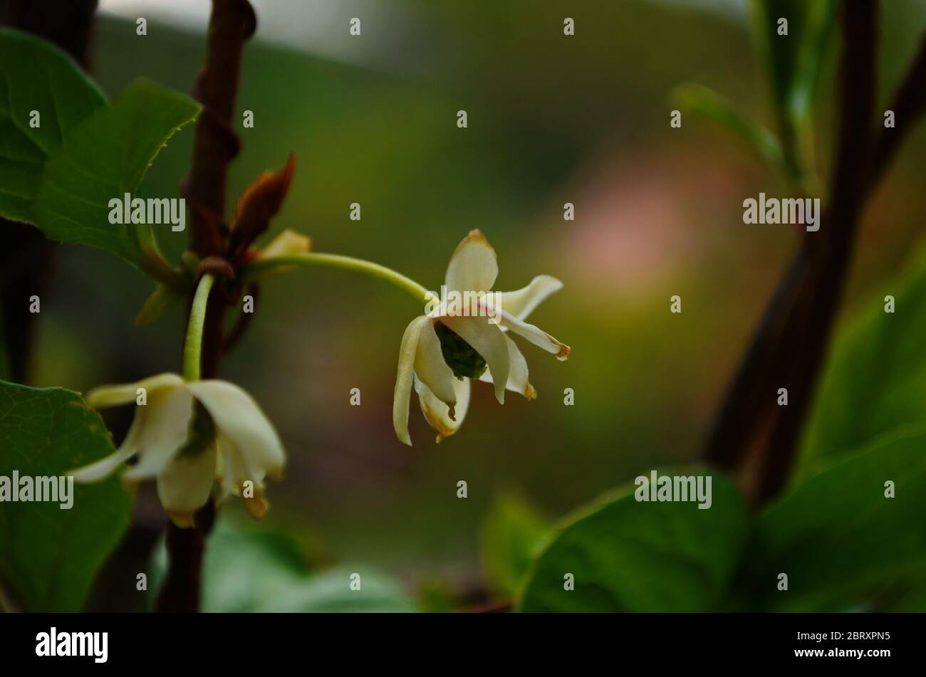 Vigne De Magnolia Chinois Banque d'image et photos - Alamy