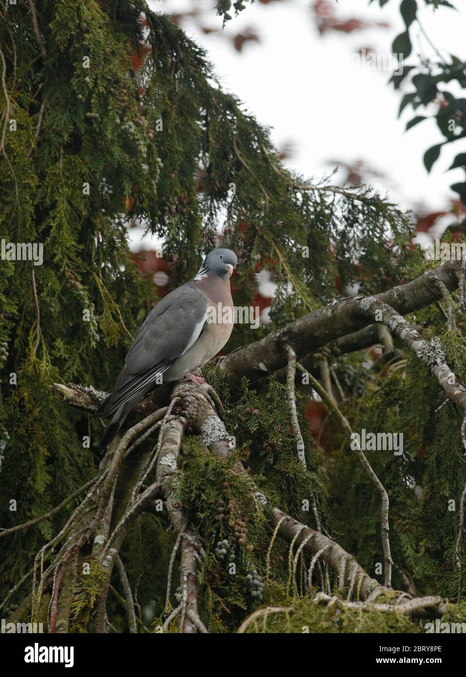 Palombe vol Banque de photographies et d’images à haute résolution - Alamy