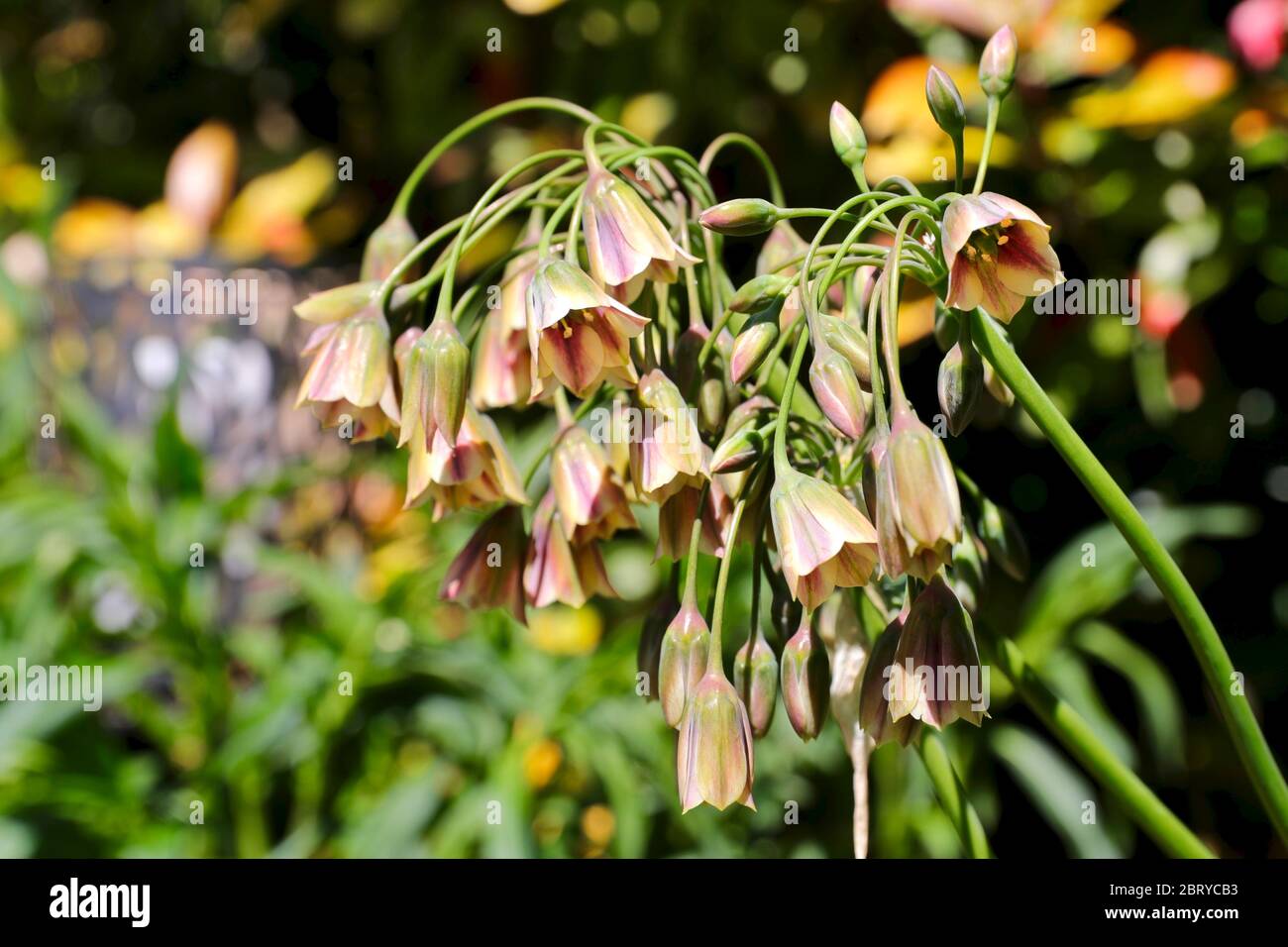 Caduque basale Banque de photographies et d’images à haute résolution ...