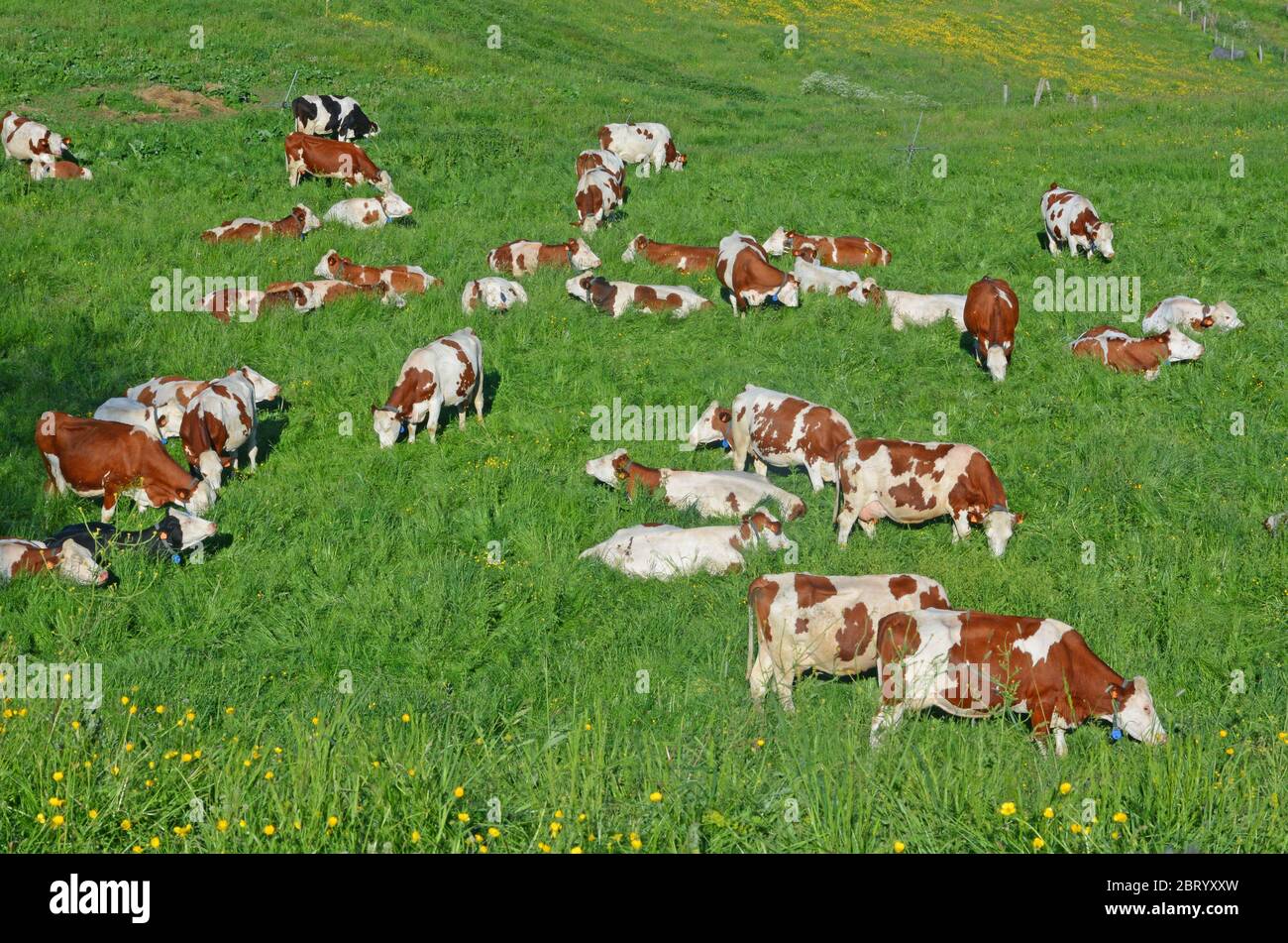 Montbeliarde Banque de photographies et d’images à haute résolution - Alamy