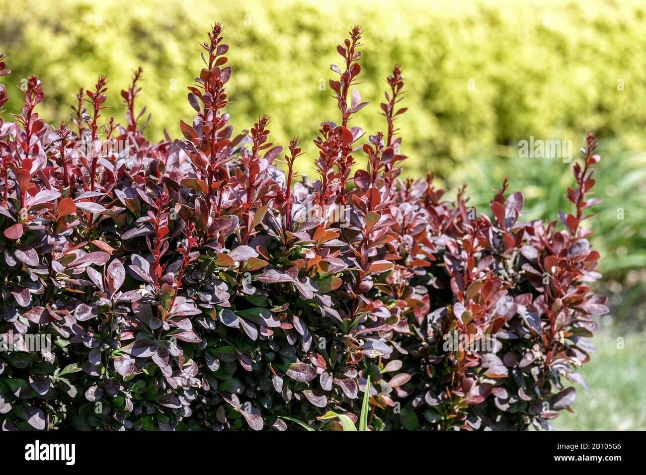 Haie de berberis Banque de photographies et d’images à haute résolution ...