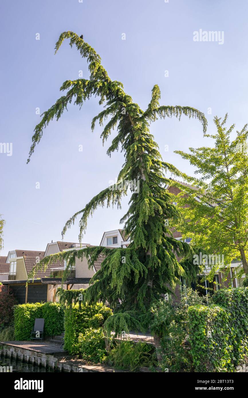 Cedar of lebanon cedrus libani Banque de photographies et d’images à haute résolution - Alamy