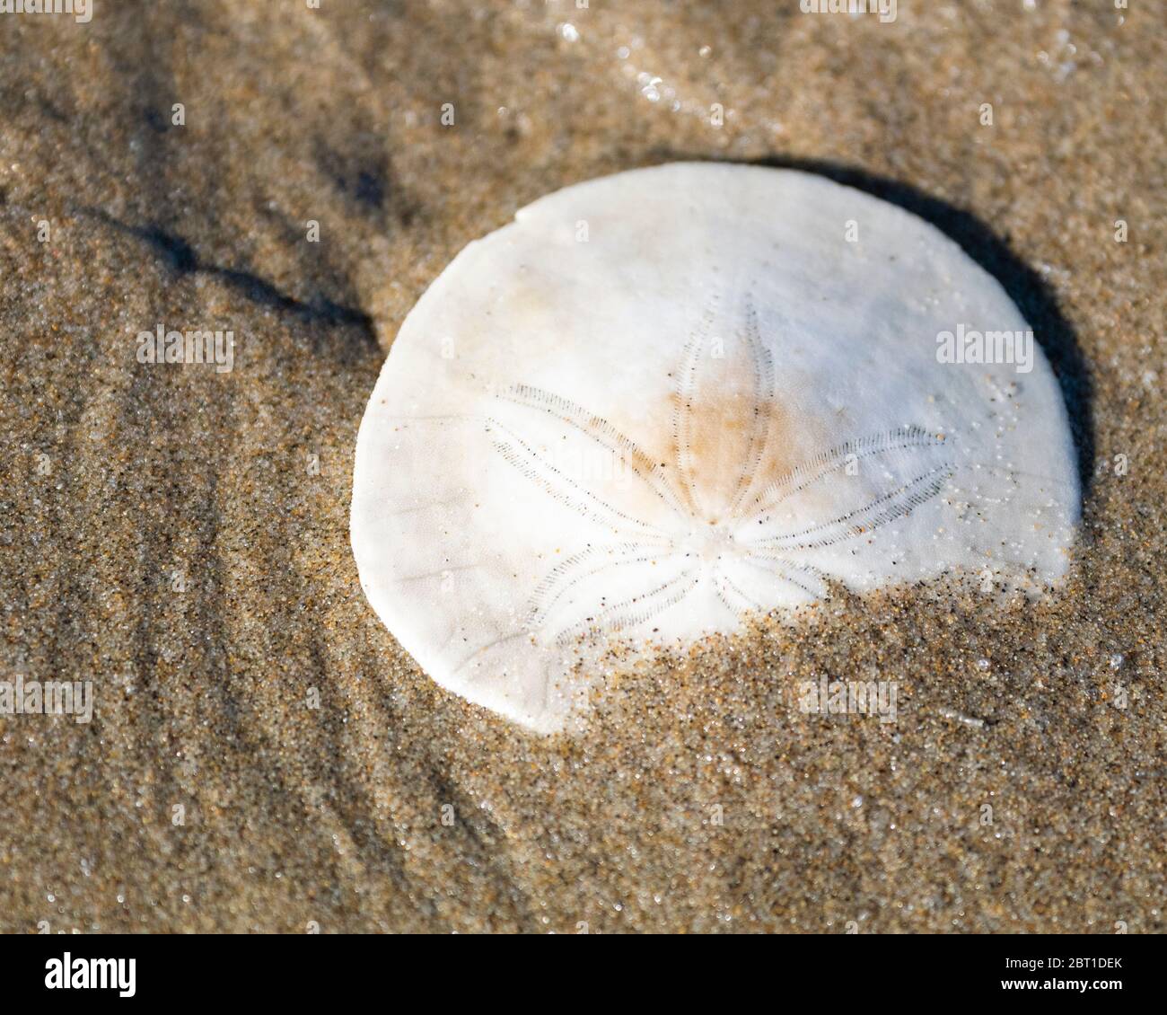 Dollar du sable du pacifique Banque de photographies et d’images à ...