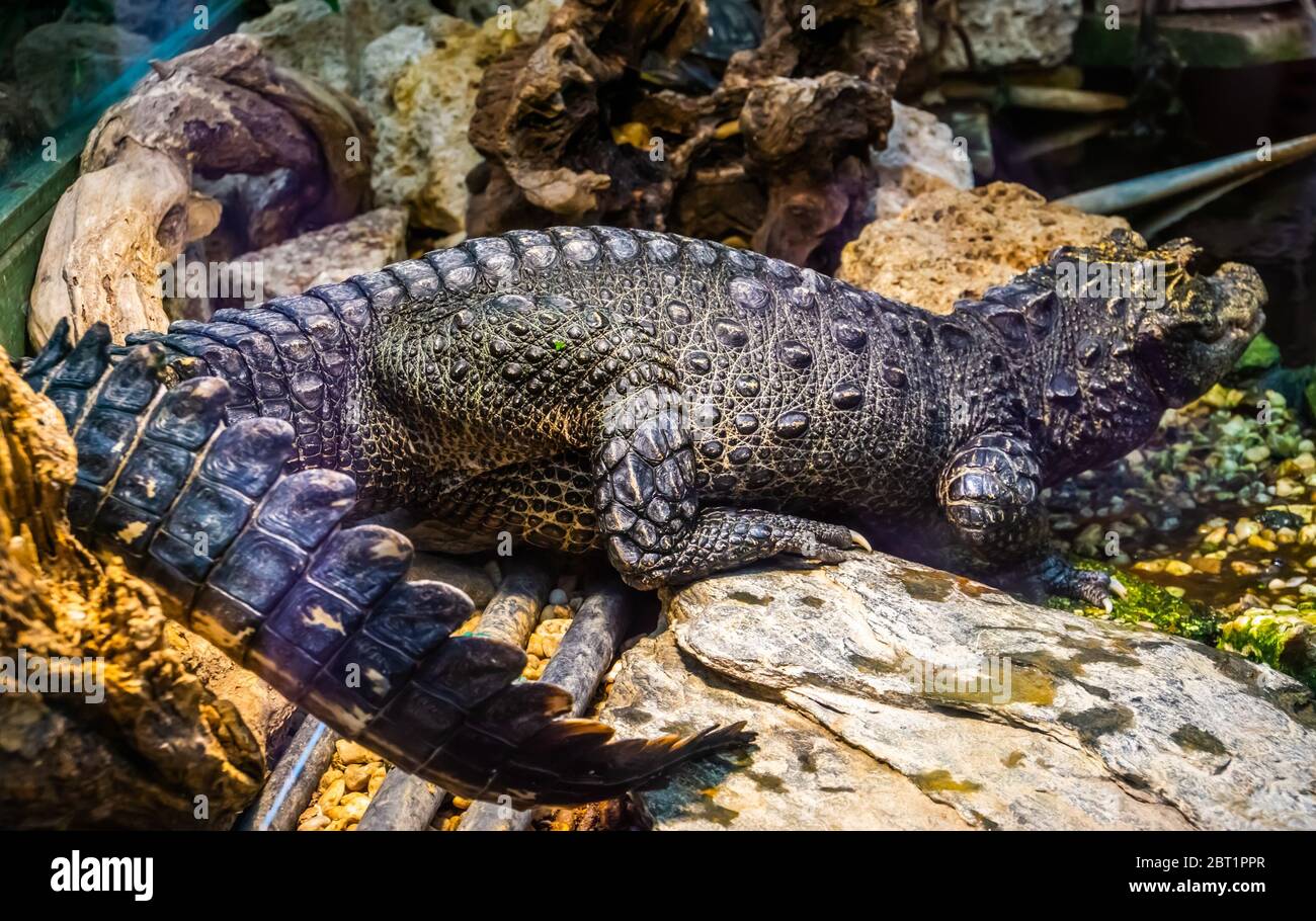 Portrait complet d'un crocodile nain africain, espèce vulnérable et tropicale de reptile ...