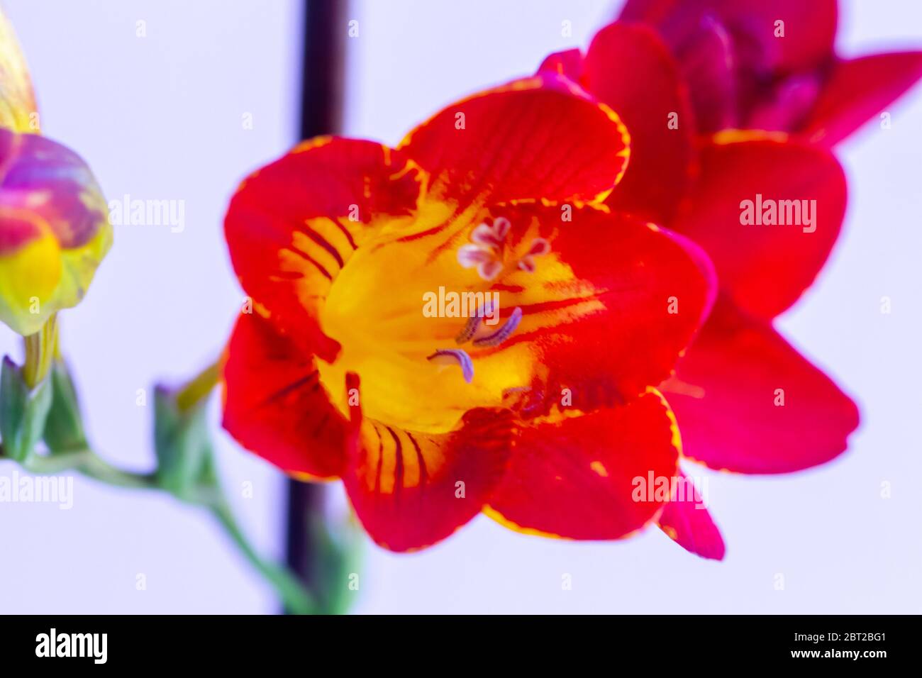 Fleurs de freesia rouges sur pots de terrasse, en lumière naturelle sur ...