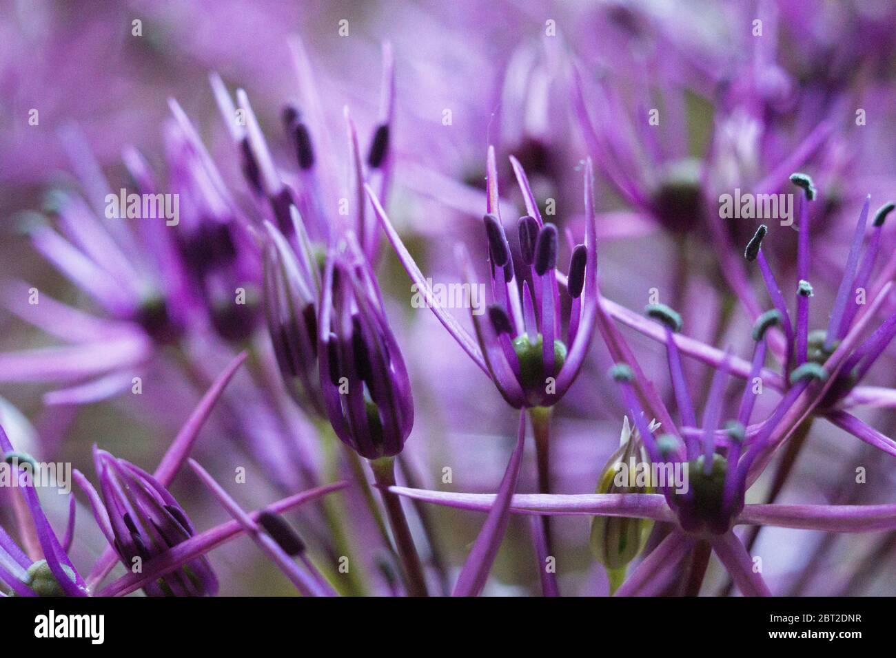 Détails d'une fleur d'allium en fleurs Photo Stock - Alamy