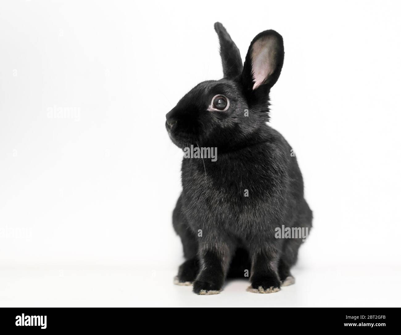 Lapin nain noir sur fond blanc Banque de photographies et d’images à ...