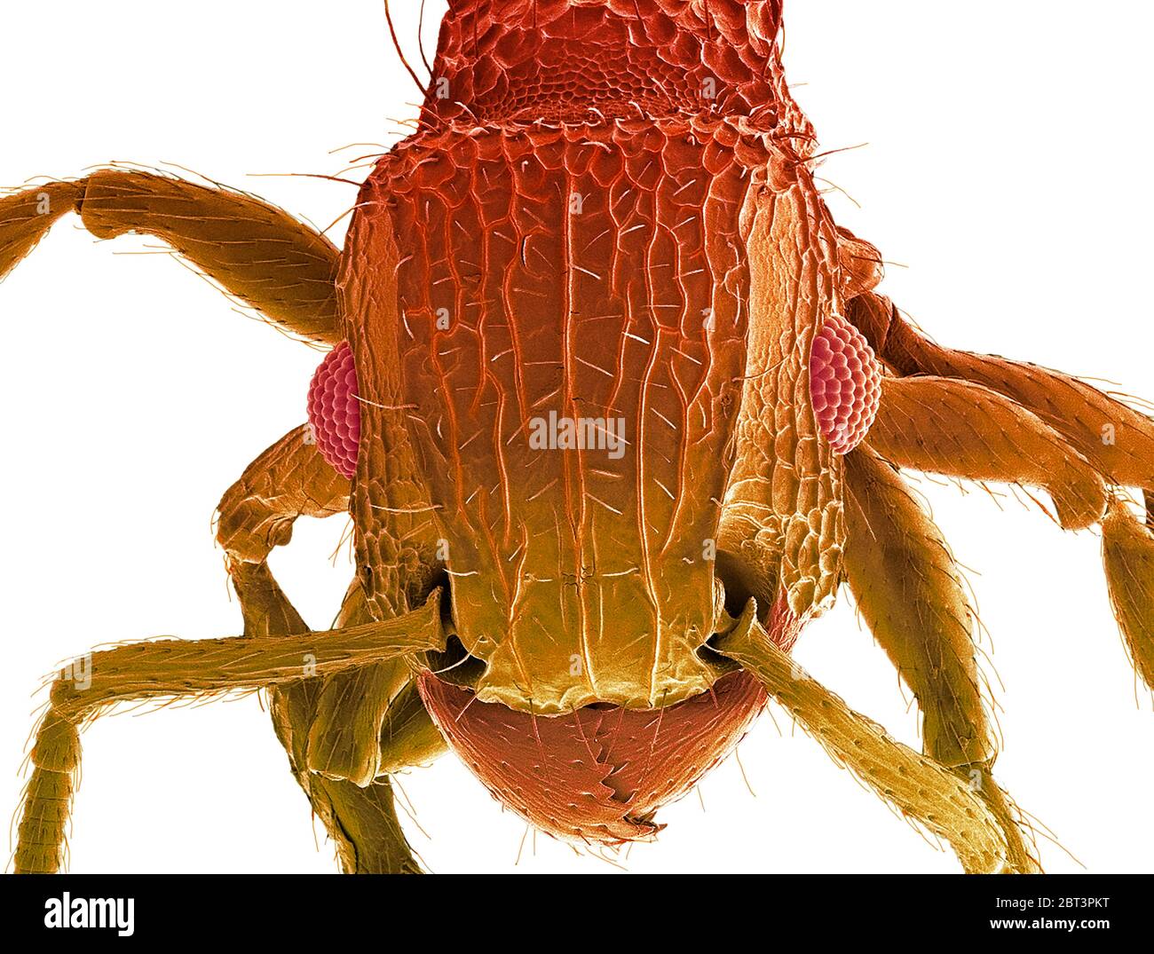 Electron microscope insect ant Banque de photographies et d’images à ...
